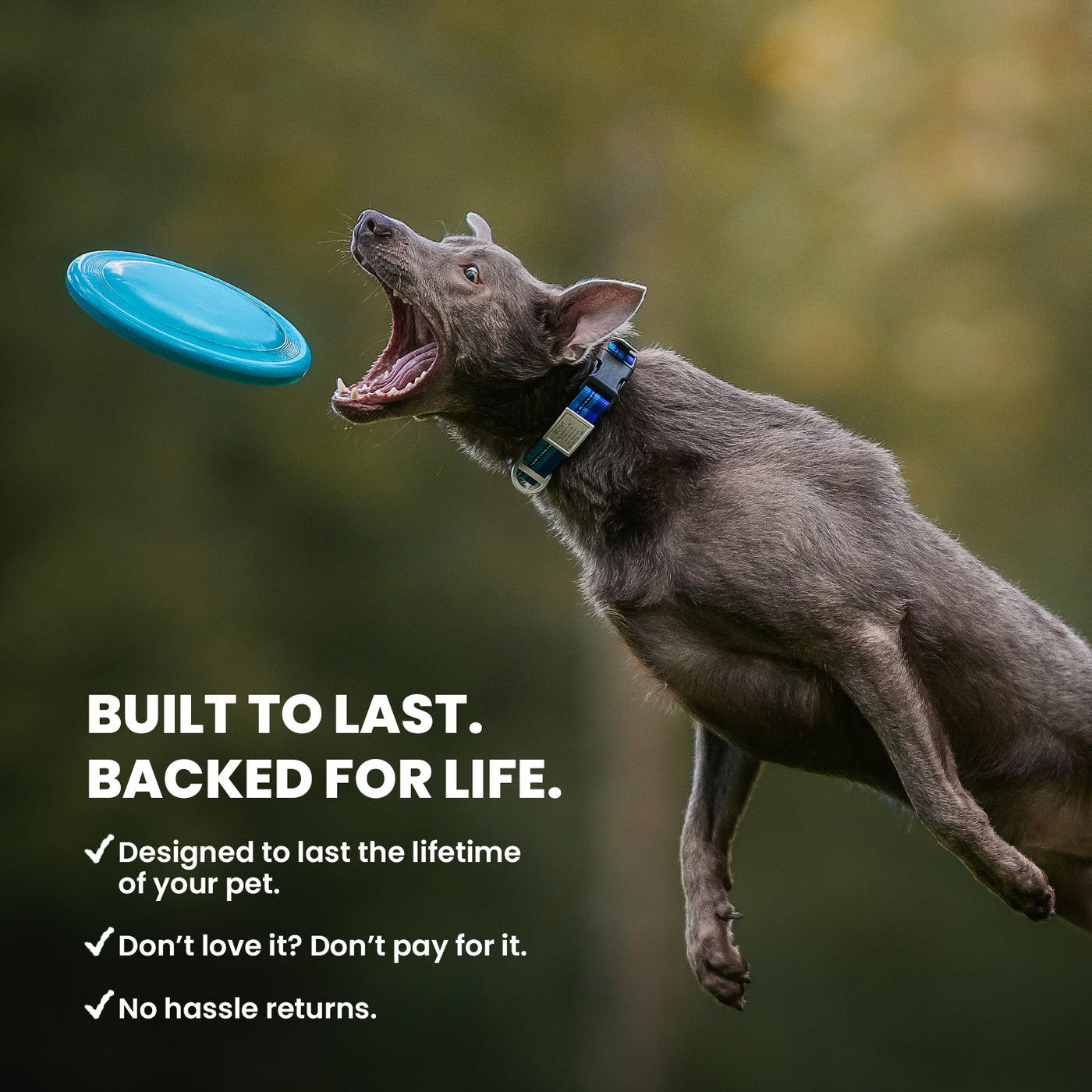 Dog iD - Custom Dog ID Tag Plate for Collars