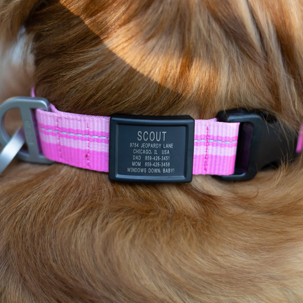 Dog iD - Custom Dog ID Tag Plate for Collars