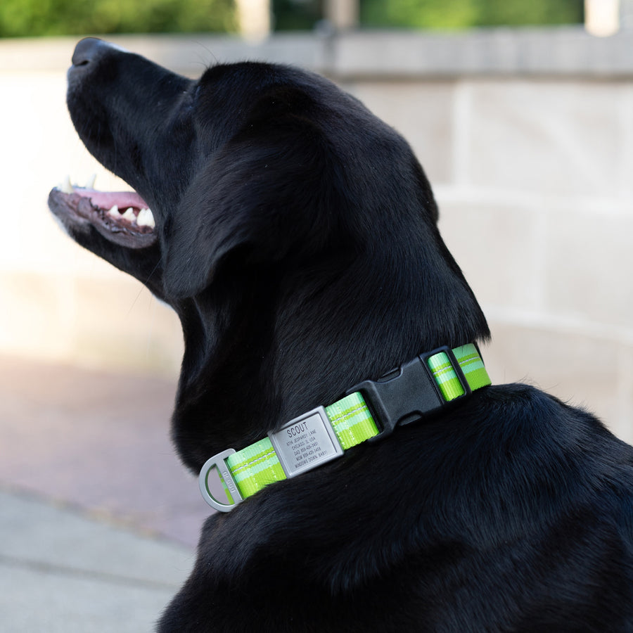 The Dog ID Collar 2| Dog iD