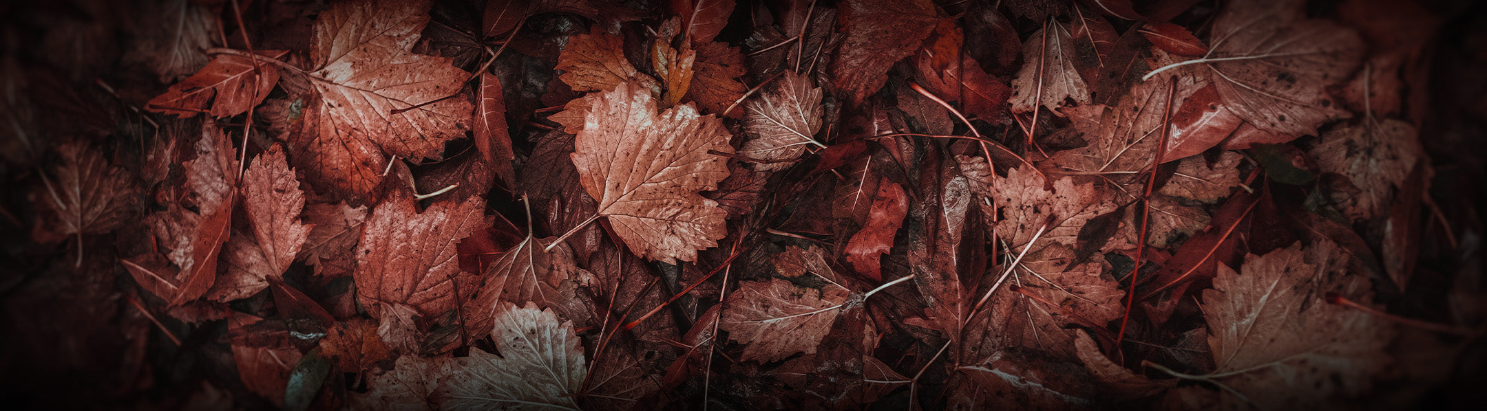 Shop Fall Schitty Kits | DOGiD