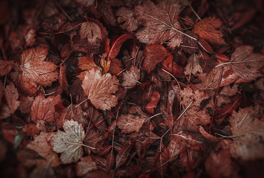 Shop Fall Schitty Kits | DOGiD