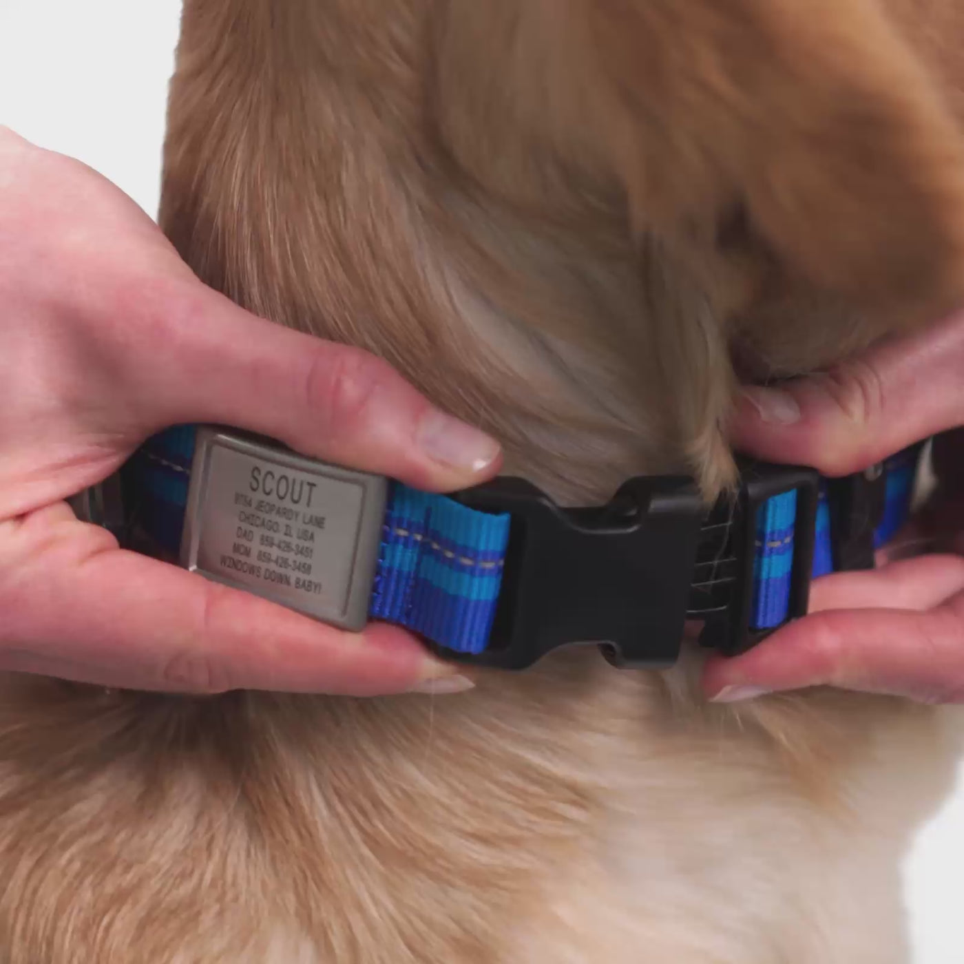 The Dog ID Collar 2| Dog iD