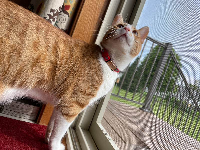 Cat iD - Custom Cat ID Tag Plate for Collars