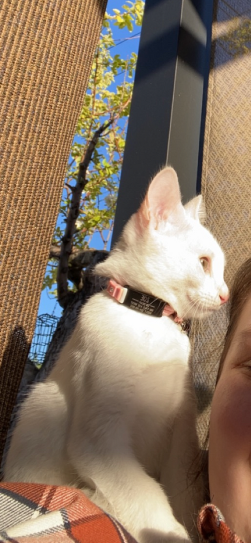 Cat iD - Custom Cat ID Tag Plate for Collars