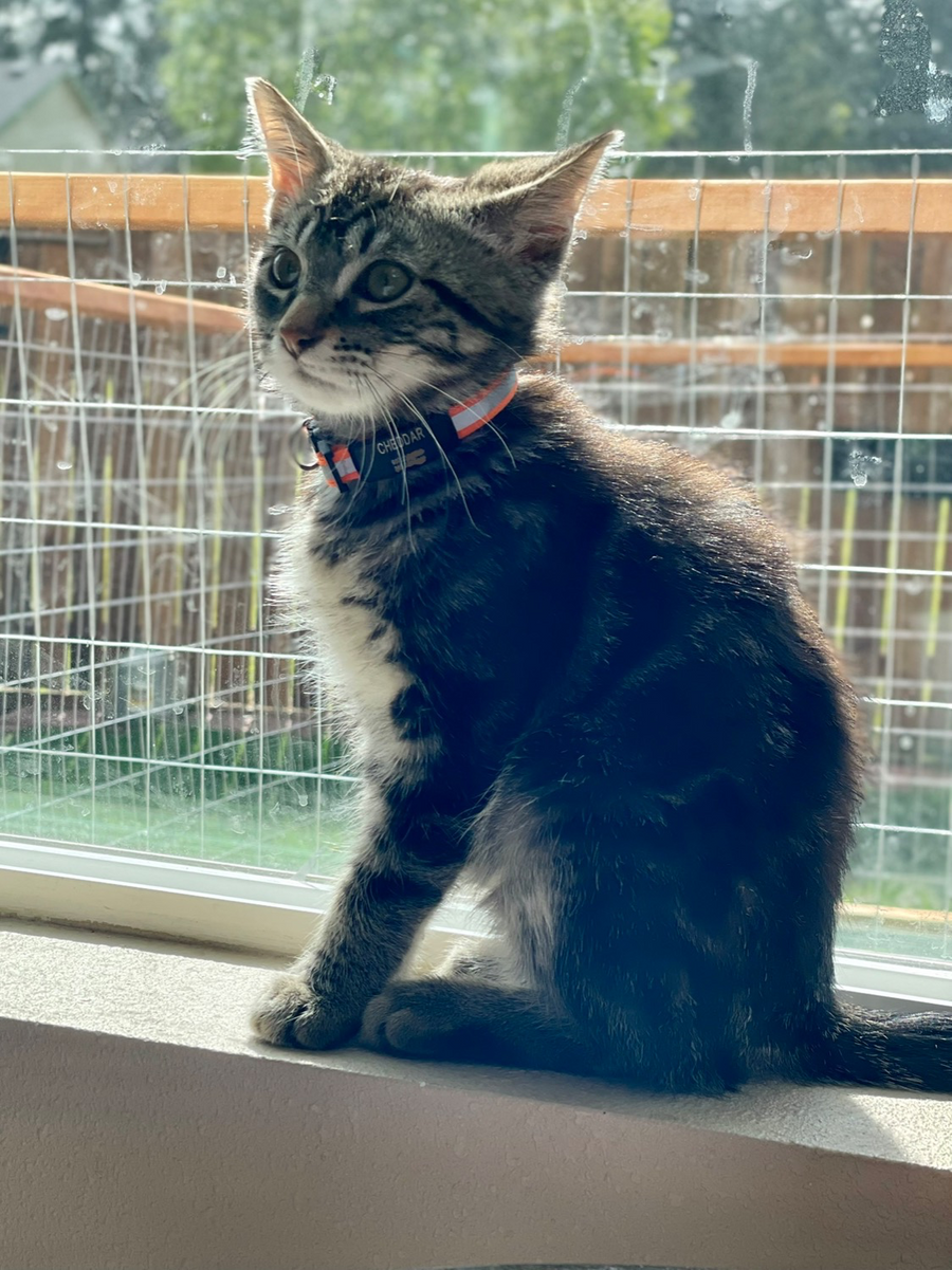 Cat iD - Custom Cat ID Tag Plate for Collars