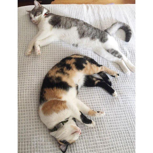 Cat iD - Custom Cat ID Tag Plate for Collars