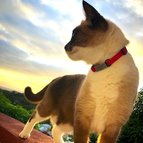 Cat iD - Custom Cat ID Tag Plate for Collars#R#– DOG iD